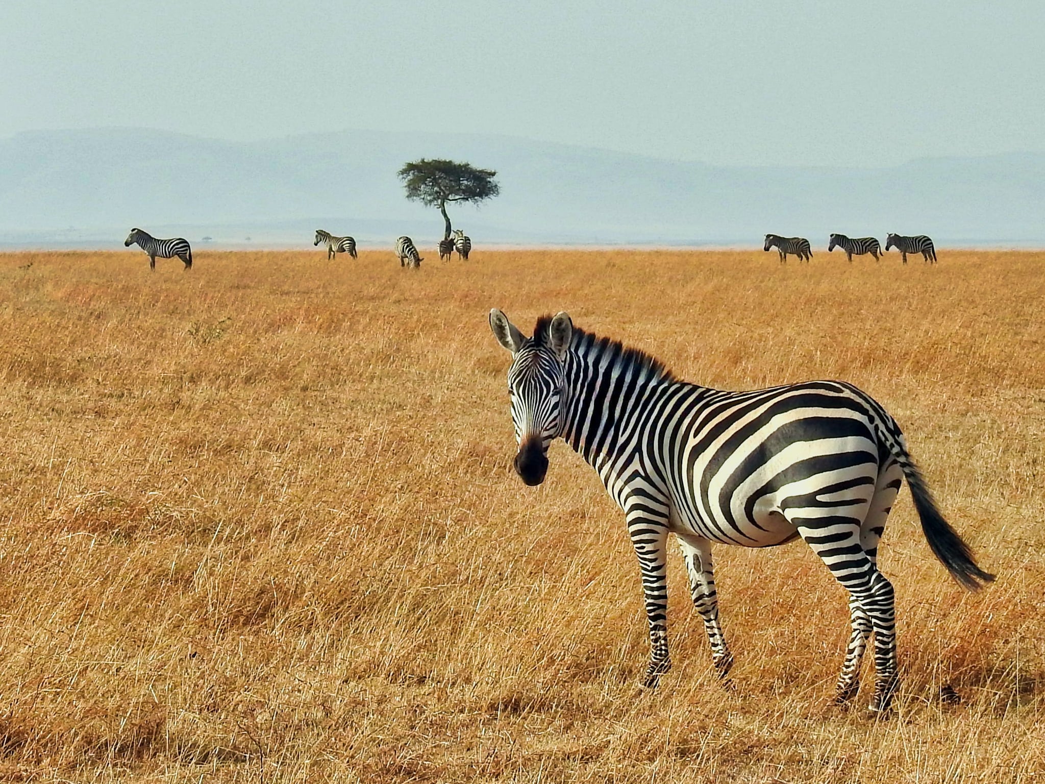 Safari Adventures and wildlife game drives in Africa
